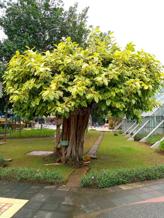 Big Yellow Rubber Tree & Ficus Elastica Stock Image - Image of healthy ...