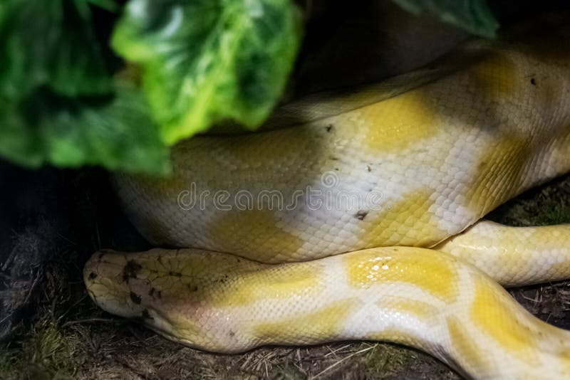 The Big Yellow Snake Lies on a Tree Branch Stock Photo - Image of ...