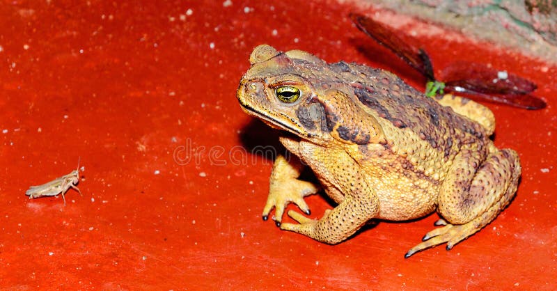 Toad Eyes stock image. Image of closeup, details, nature - 5524875