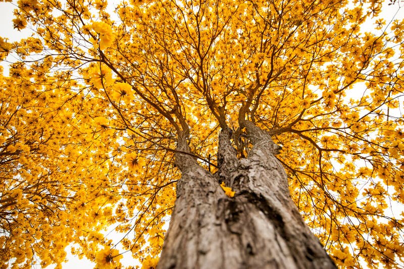 Big Yellow Tree stock photo. Image of yellow, plants - 71702058