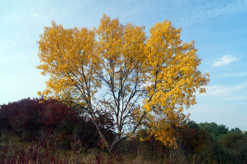 Big Yellow Tree in Sunny Day Stock Image - Image of natural, season ...