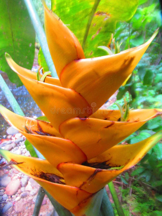 A Big Yellow Tropical Flower Stock Photo - Image of bloom, garden ...