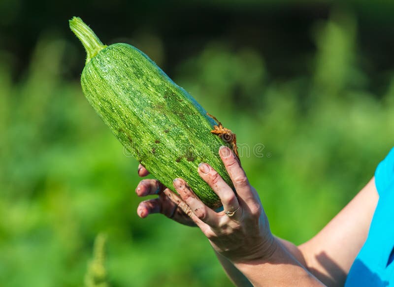 Big Zucchini in the Hands of the Garden Stock Photo - Image of female ...