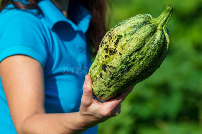 Big Zucchini in the Hands of the Garden Stock Image - Image of outdoors ...