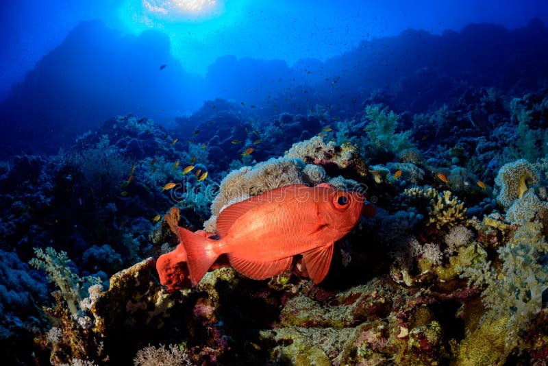 A bigeye fish in Red Sea stock image. Image of marine - 195453337