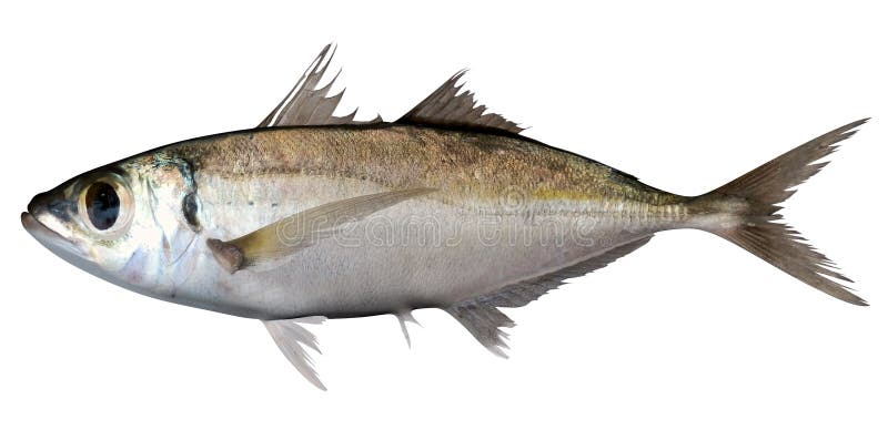 Bigeye Scad stock illustration. Illustration of pacific - 113335212