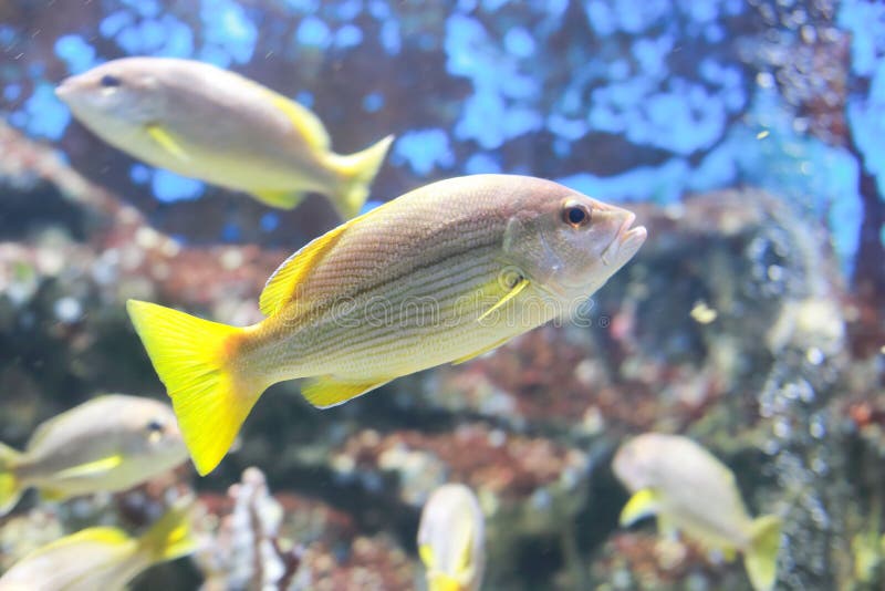 Bigeye snapper stock photo. Image of shoal, school, yellow - 71699104