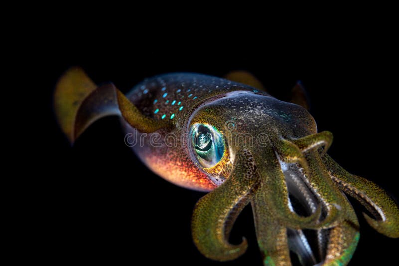 Bigfin Reef Squid, Sepioteuthis Lessoniana Stock Photo - Image of ...