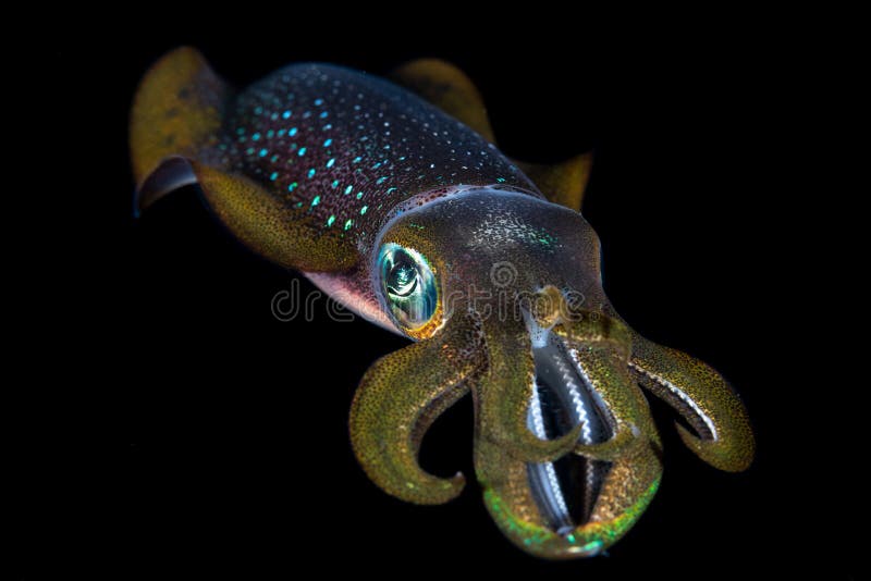 Bigfin Reef Squid Sepioteuthis Lessoniana. it is a Cephalopod, Related ...