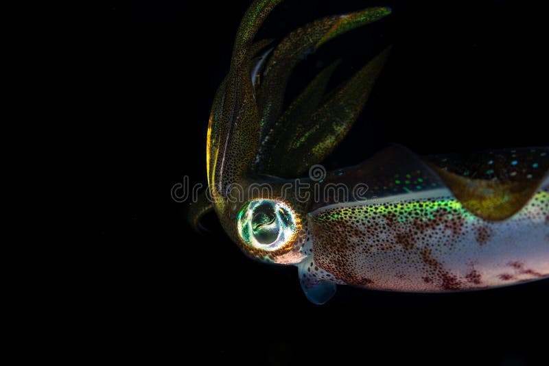 Bigfin Reef Squid, Sepioteuthis Lessoniana Stock Image - Image of ...