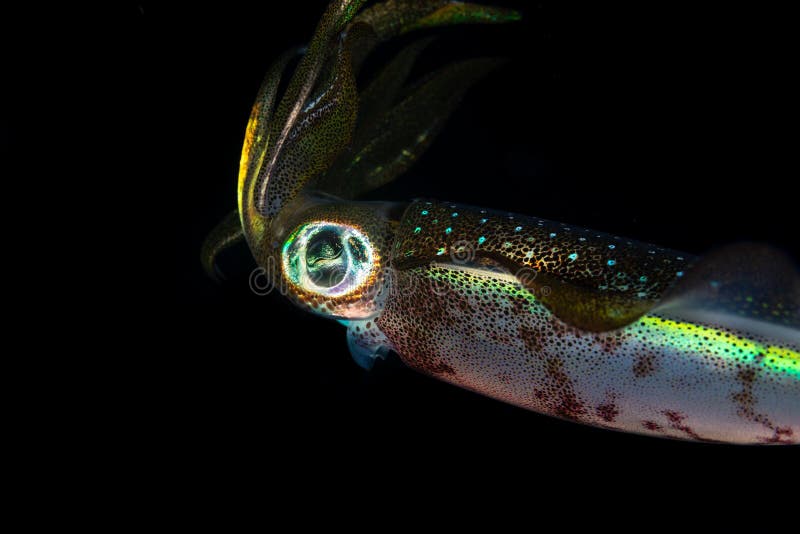 Bigfin Reef Squid, Sepioteuthis Lessoniana Stock Photo - Image of ...