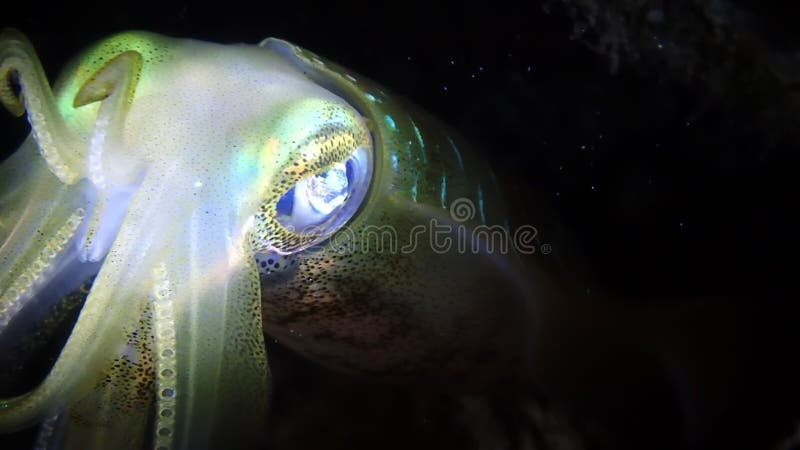Bigfin squid at night stock video. Video of transparent - 178334475