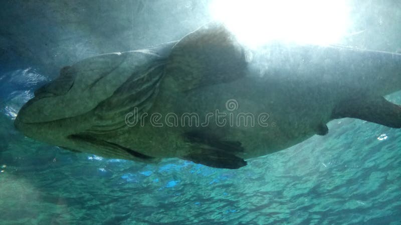 Whoami Wallpaper Stock Photos - Free & Royalty-Free Stock Photos from ...