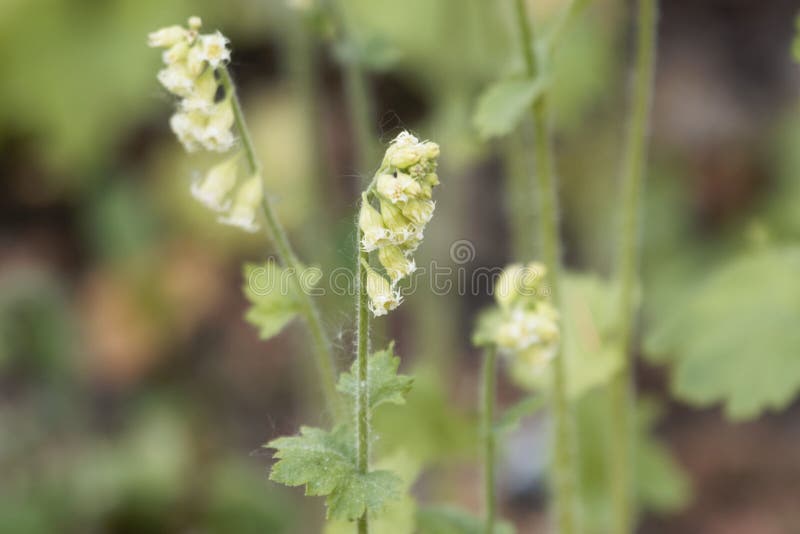 Bigflower Tellima, Tellima Grandiflora Stock Photo - Image of elegance ...
