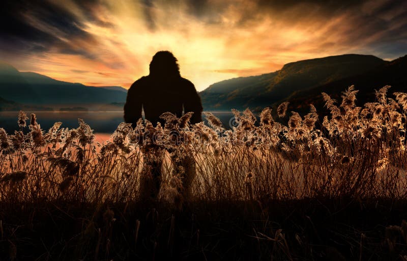 Sunset Backlight Stock Illustrations – 946 Sunset Backlight Stock ...