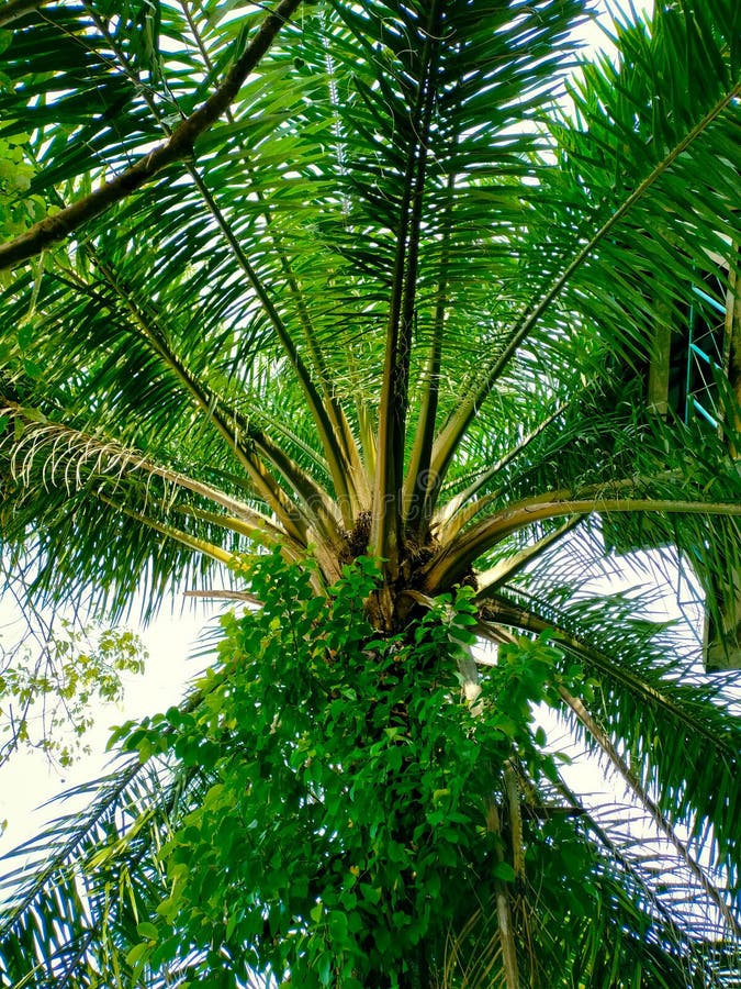 Bigger Palm Oil Tree Stock Photos - Free & Royalty-Free Stock Photos ...