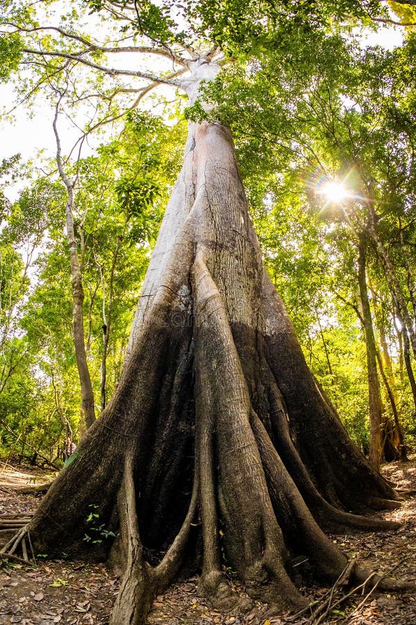 Biggest Amazon Tree Angelim Vermelho in Tropical Rainforest Stock Photo ...