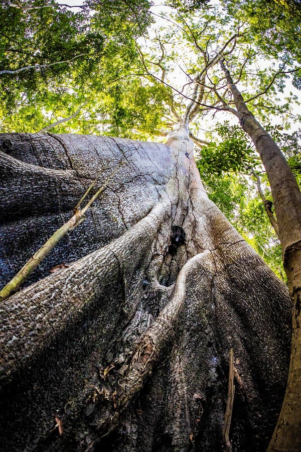 Biggest Amazon Tree Angelim Vermelho in Tropical Rainforest Stock Image ...