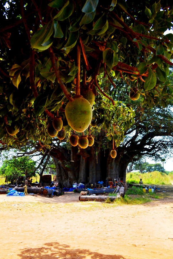 Biggest Baobab in South Africa Stock Image - Image of nature, baobab ...