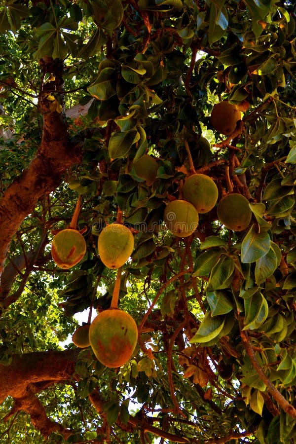 Biggest Baobab In South Africa Stock Image - Image of nature, baobab ...