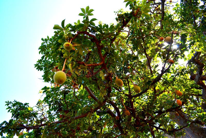 Biggest Baobab Tree in Senegal Stock Image - Image of delta, branch ...