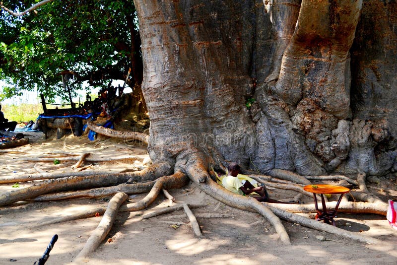 Biggest Baobab in South Africa Stock Image - Image of nature, baobab ...