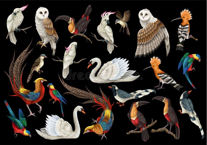 Biggest Birds Set in Realistic Style, High Quality Detail. Vector ...