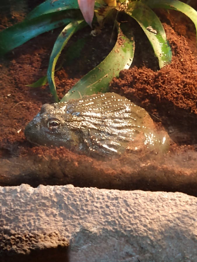 Biggest bull frog stock image. Image of branch, trunk - 220493769