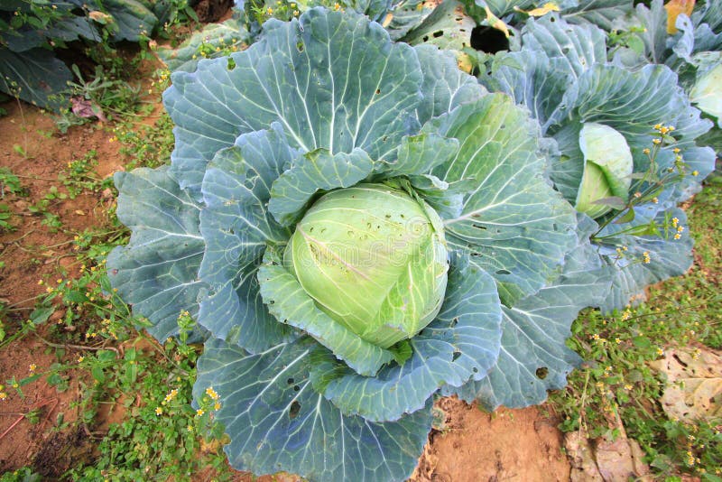 Biggest Cabbage Farm Stock Photos - Free & Royalty-Free Stock Photos ...