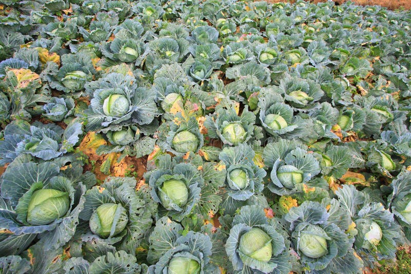 Biggest Cabbage stock image. Image of cultivate, garden - 30547907