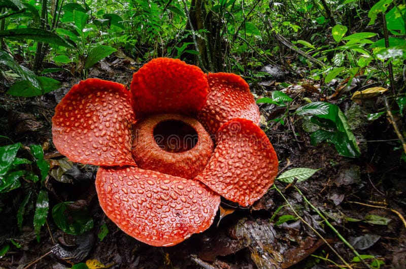 The Biggest Flower in the World Rafflesia Arnoldii Stock Image - Image ...