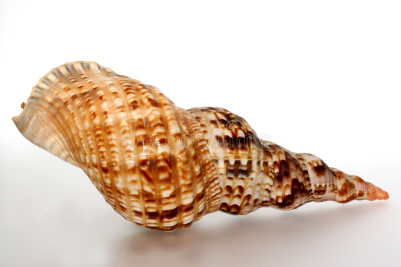 Biggest Greek Snail Shell Back Stock Photo - Image of water, white: 1802832