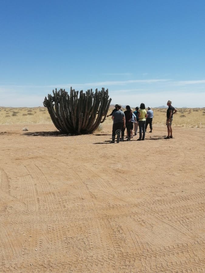 Biggest Hoodia in Namib Desert, Namibia Editorial Photo - Image of ...