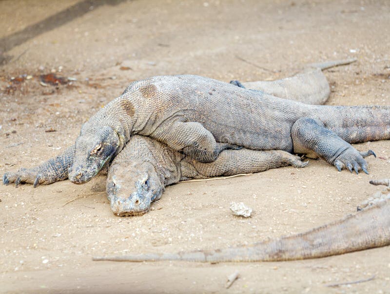 Biggest Lizard Komodo Dragon (Varanus Komodoensis) in the Wild Stock ...