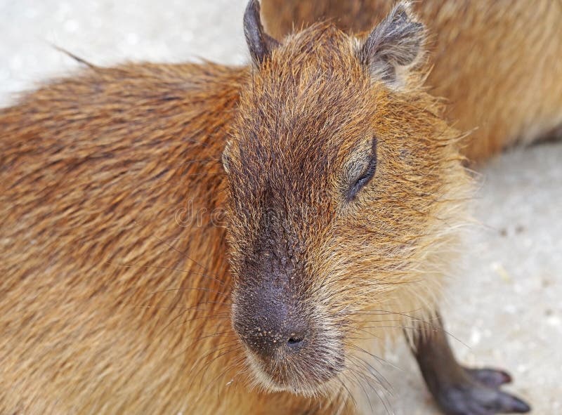 Biggest Mouse Capybara from South America Stock Image - Image of animal ...