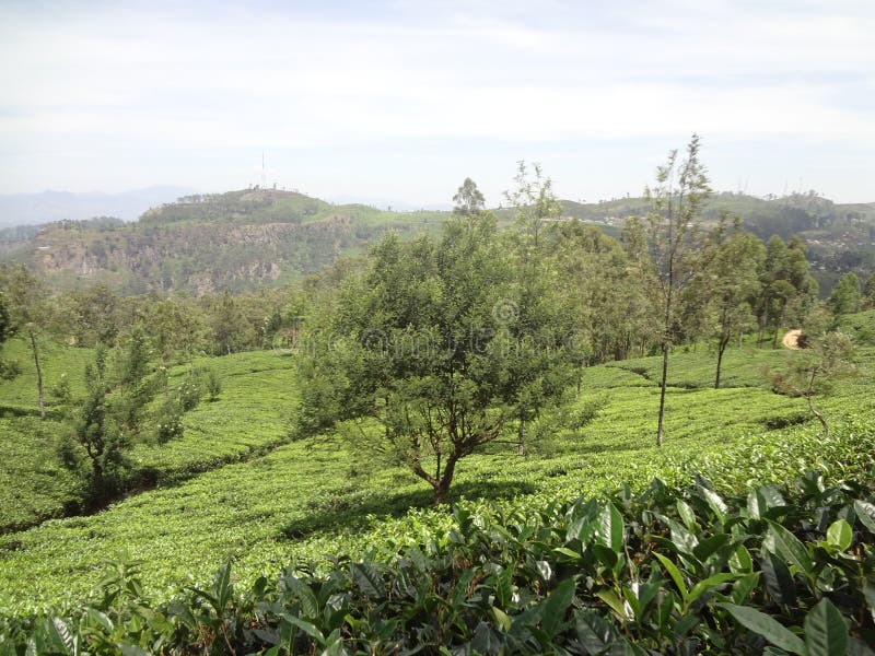 Biggest Tea State in Srilanka Stock Image - Image of glass, hikers ...