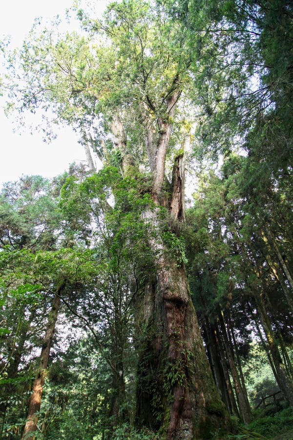 The Biggest Tree in Alishan National Park at Taiwan Stock Image - Image ...