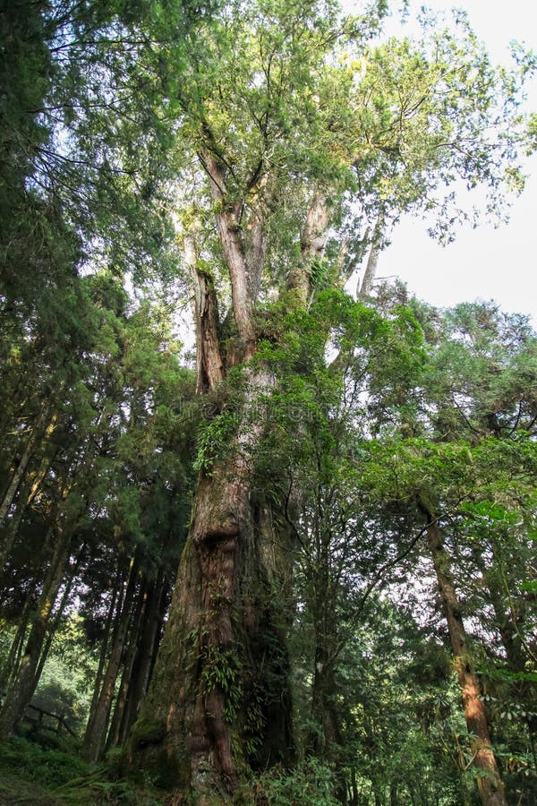 The Biggest Tree in Alishan National Park at Taiwan Stock Image - Image ...