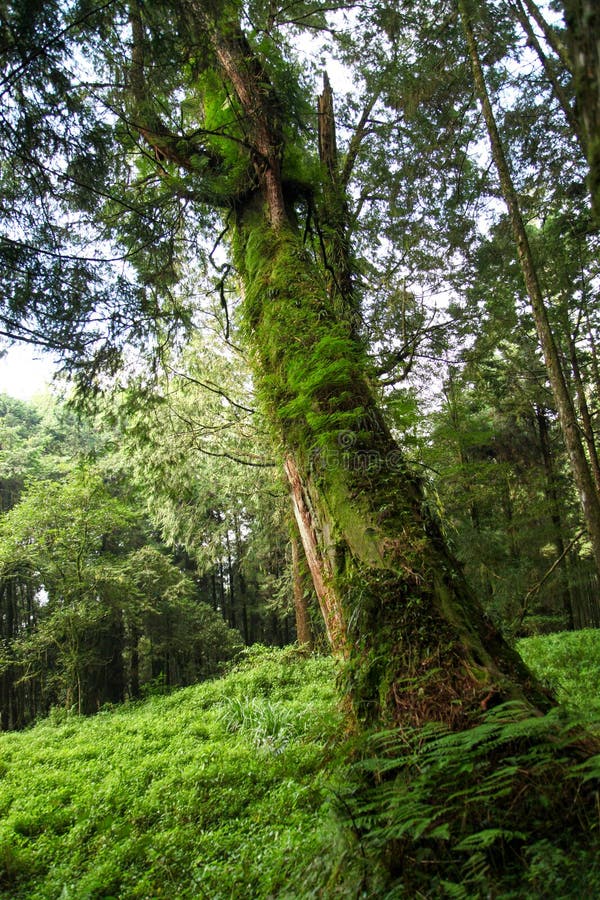 The Biggest Tree in Alishan National Park at Taiwan Stock Photo - Image ...