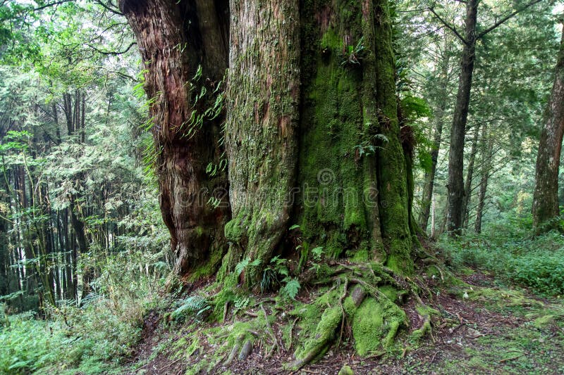 The Biggest Tree in Alishan National Park at Taiwan Stock Image - Image ...