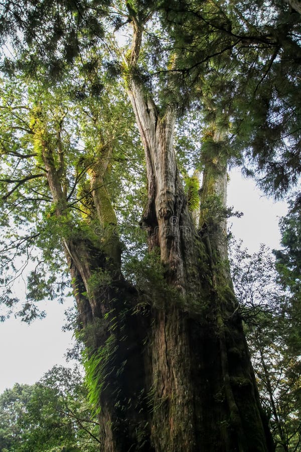 The Biggest Tree in Alishan National Park at Taiwan Stock Photo - Image ...