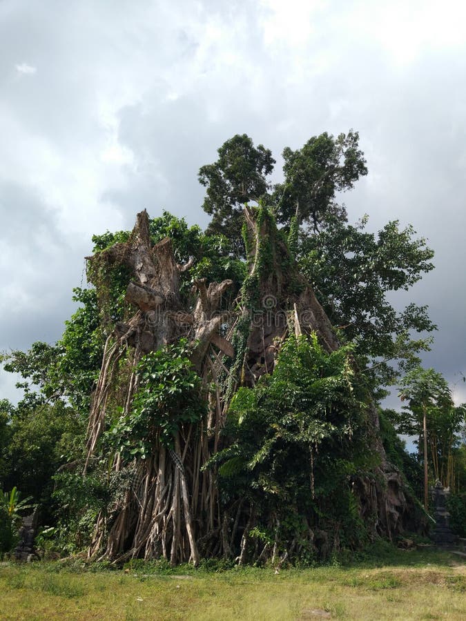 Biggest tree in Bali stock photo. Image of tree, biggest - 304619736