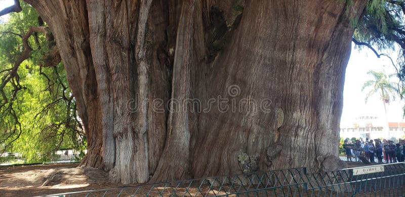 The Biggest Tree in the World Oaxaca Mexico Stock Photo - Image of ...