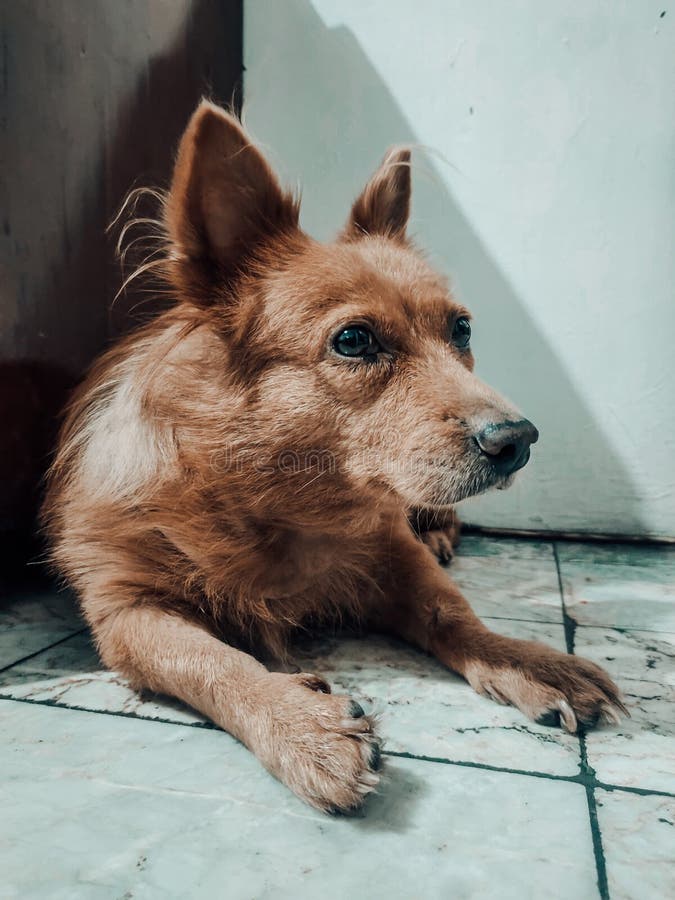 Biggle Stock Photos - Free & Royalty-Free Stock Photos from Dreamstime