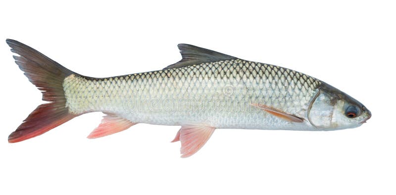 Bighead carp fish stock photo. Image of healthy, java - 181584626