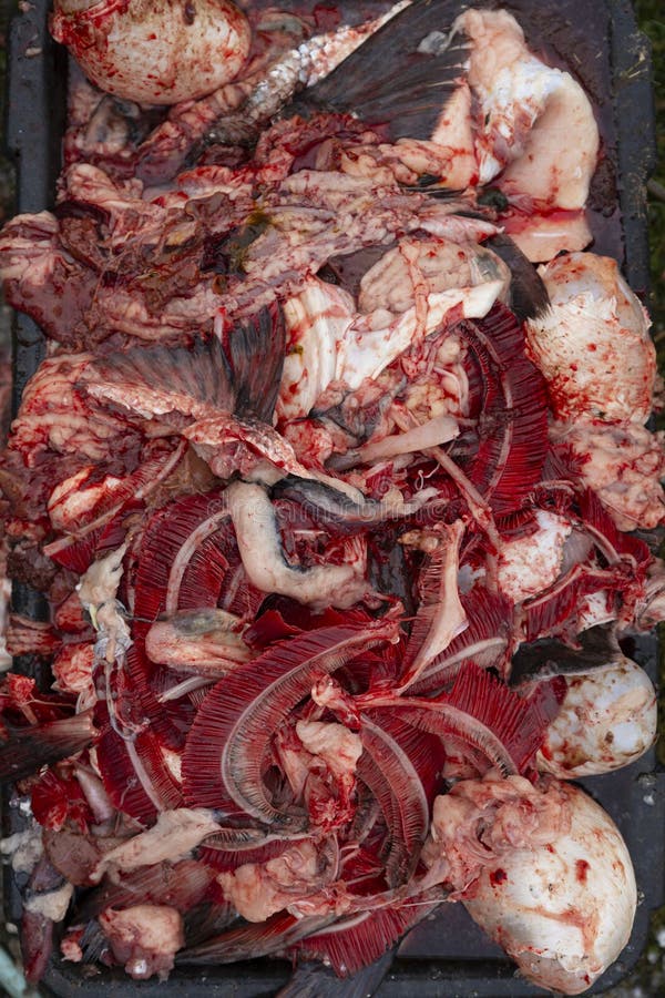 Bighead Carp Fish Guts in the Bucket. Hypophthalmichthys is a Large ...