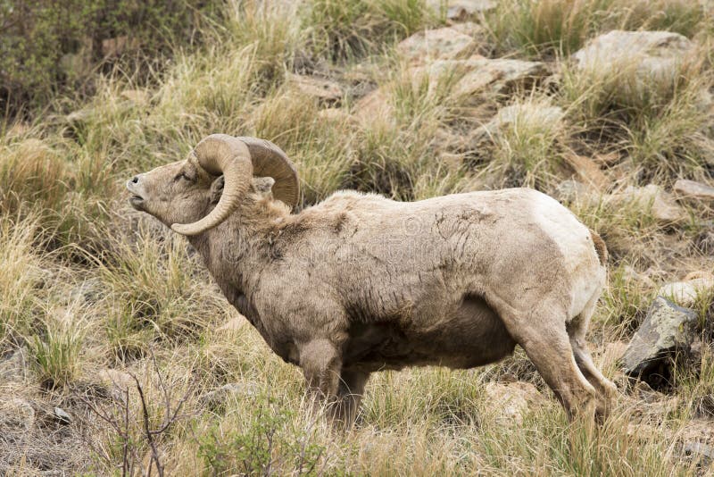 Bighorn Sheep Lip Curling Stock Photos - Free & Royalty-Free Stock ...
