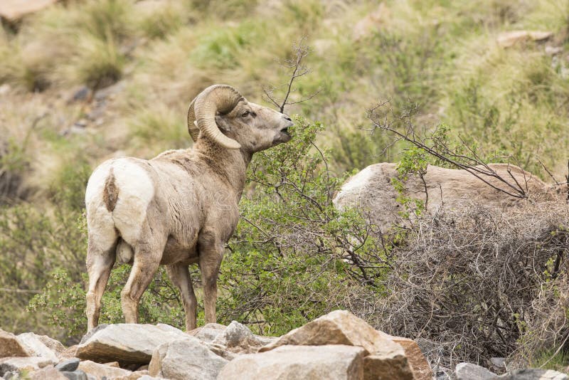 Bighorn ram eating browse stock image. Image of wildlife - 83204347