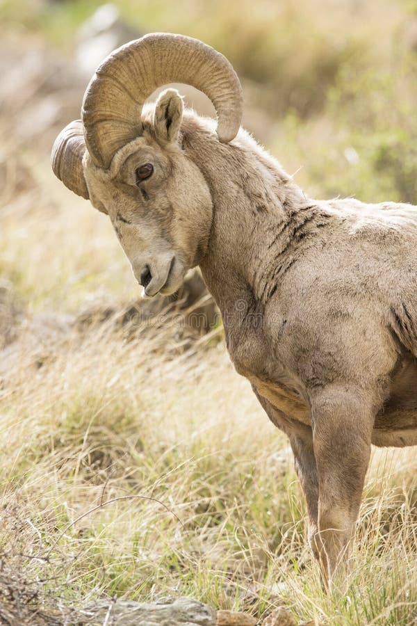 Bighorn ram with head down stock image. Image of male - 83204499