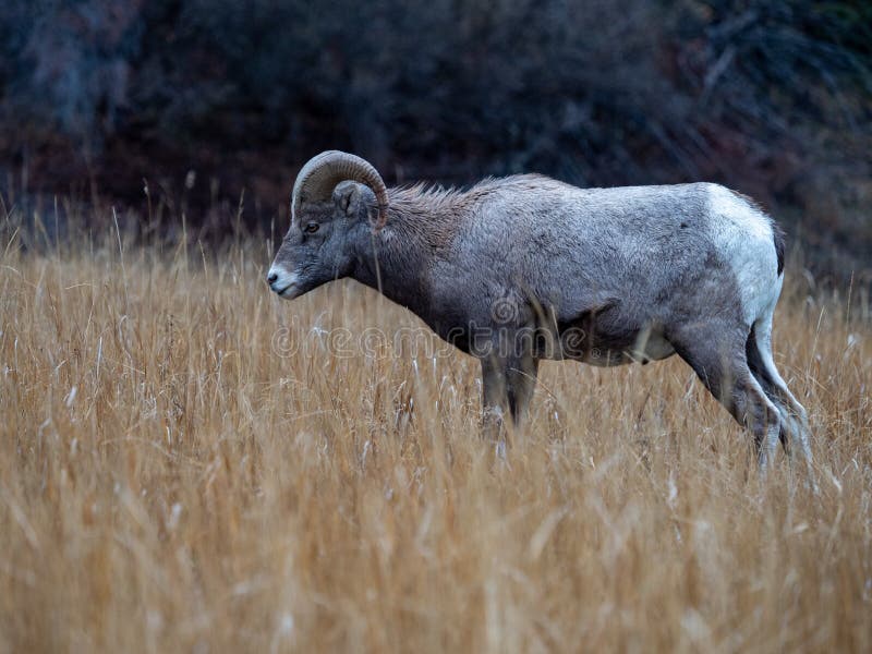 Bighorn ram side view stock image. Image of profile - 235081195
